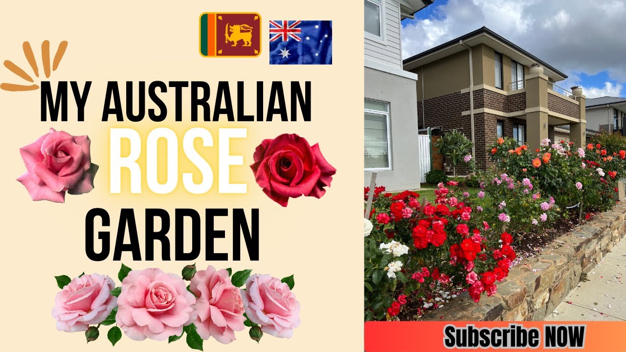 My Australian ROSE Garden Tour 🌹 - YouTube