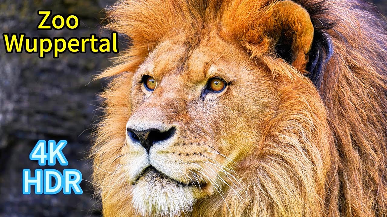 4k HDR Zoo Wuppertal Relaxing Film - YouTube