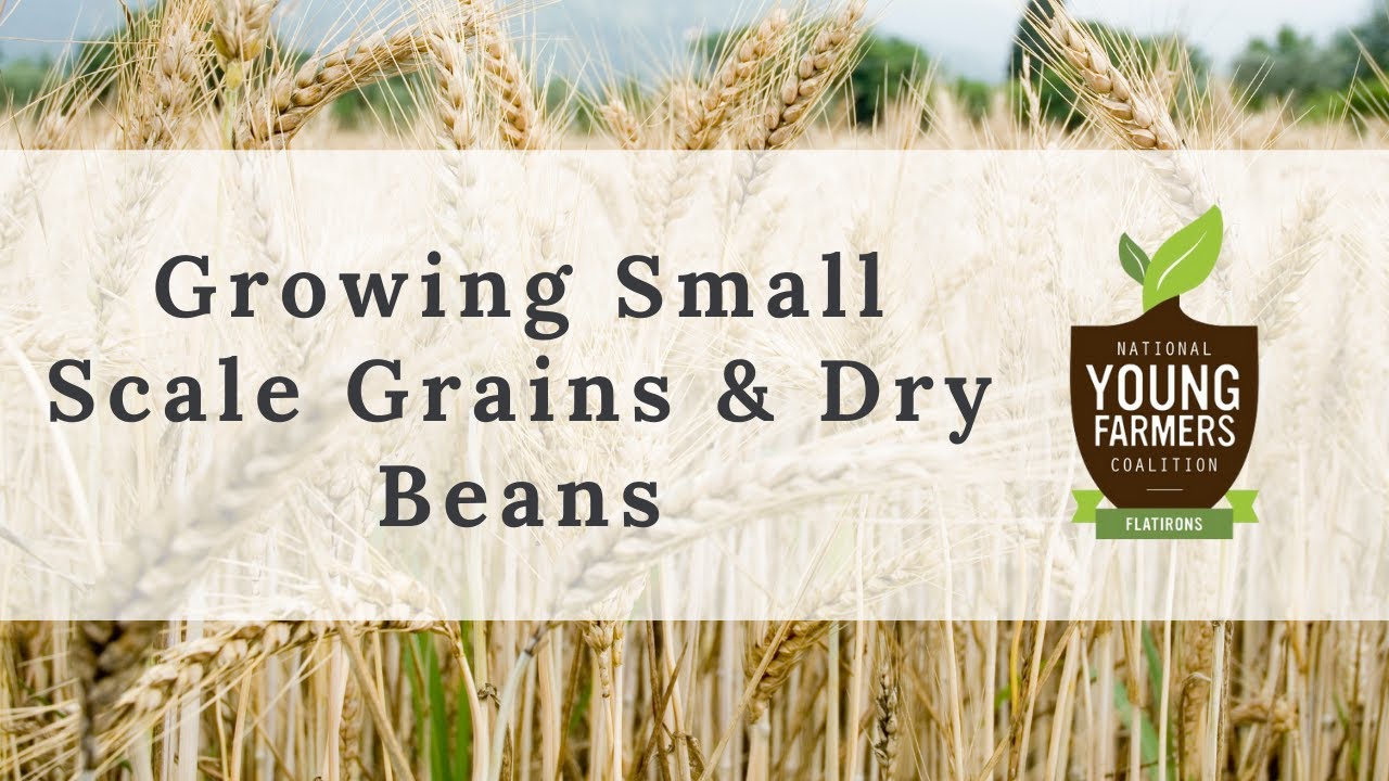 Growing Small Scale Grains & Dry Beans 4/26/2021 - YouTube