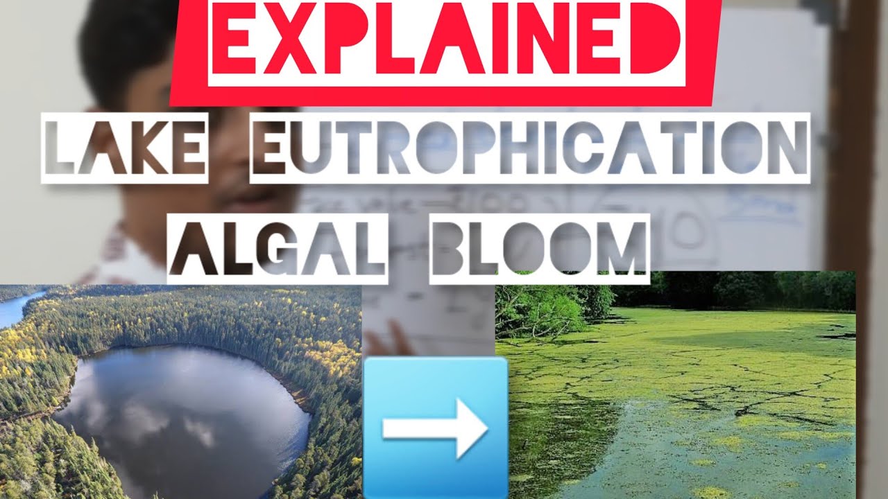 lake eutrophication l algal bloom l dead zone.l learning is fun l # ...