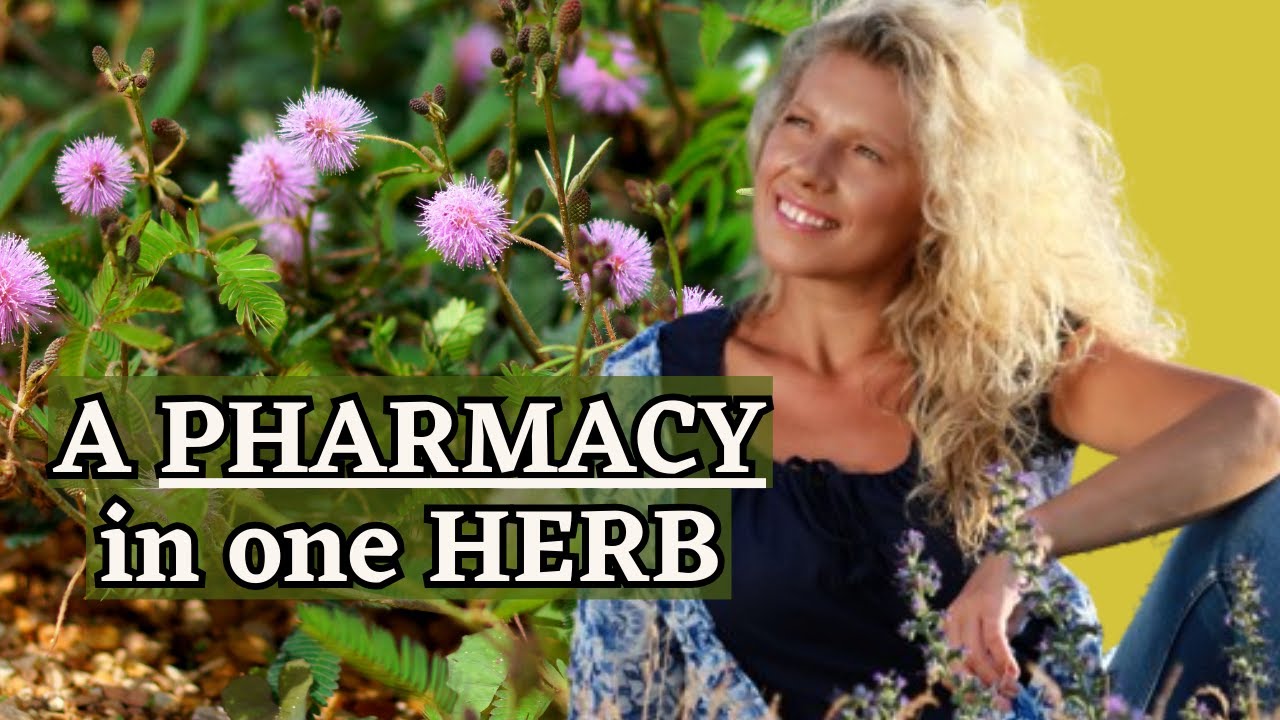 MIMOSA PUDICA (Sensitive Plant): 21 Health Benefits & Medicinal Uses + more / Earth's Medicine ...