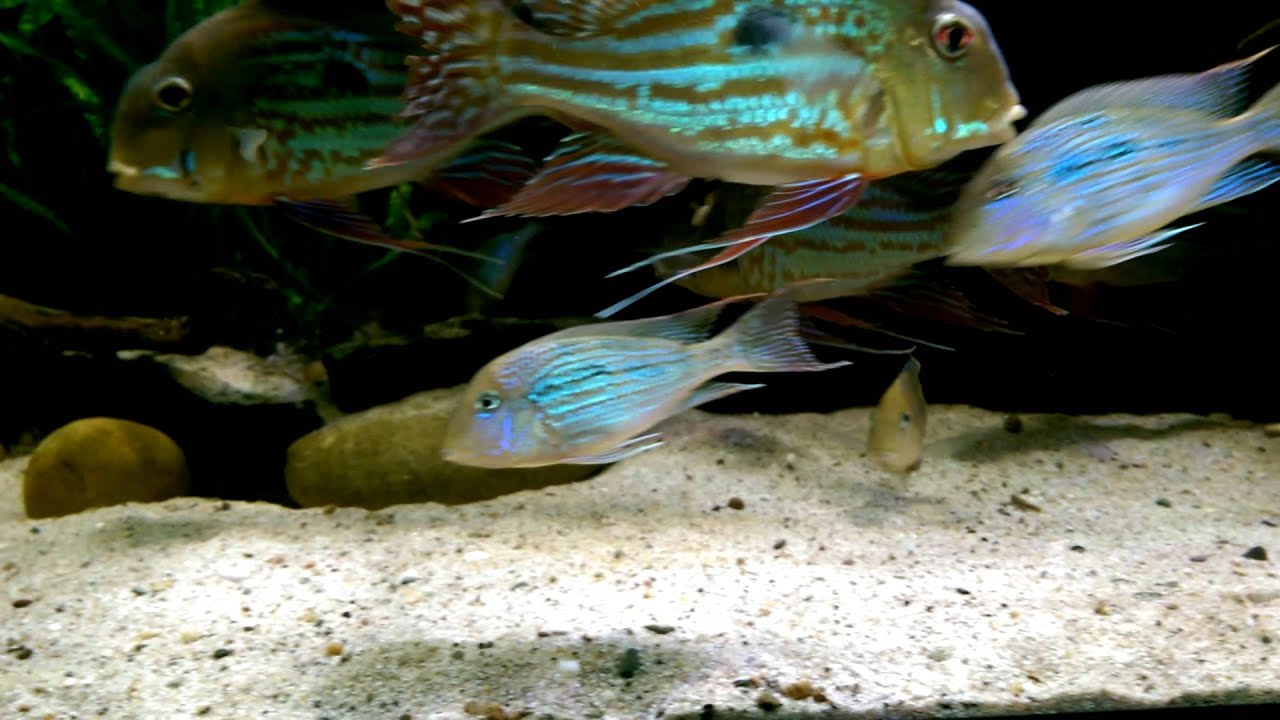Geophagus Mirabilis - YouTube