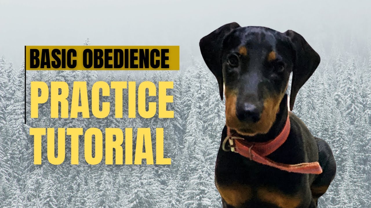 Doberman Basic Obedience Practice Tutorial - YouTube