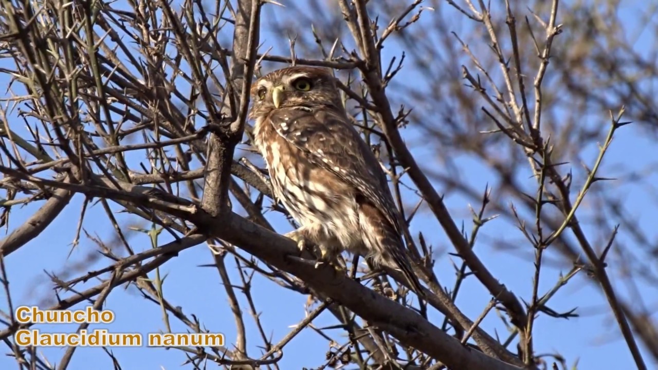 Chuncho o Mochuelo patagón (Glaucidium nanum) - YouTube