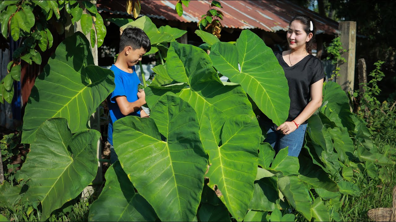 Dig Fresh Big Taro Stalk For My Recipe - Cooking Taro Stalk Soup ...