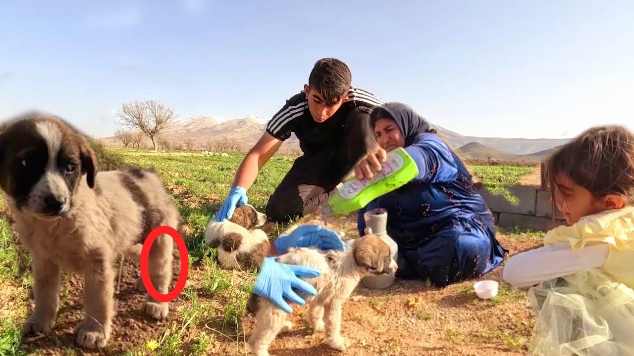 The lifestyle of the nomads in the hut: saving a wounded puppy from ...