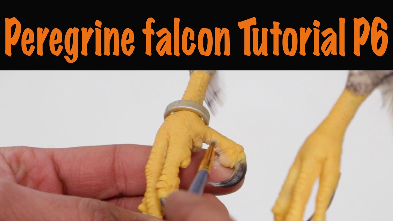 Peregrine falcon Tutorial part 6-7.... Fiishing Feet. - YouTube