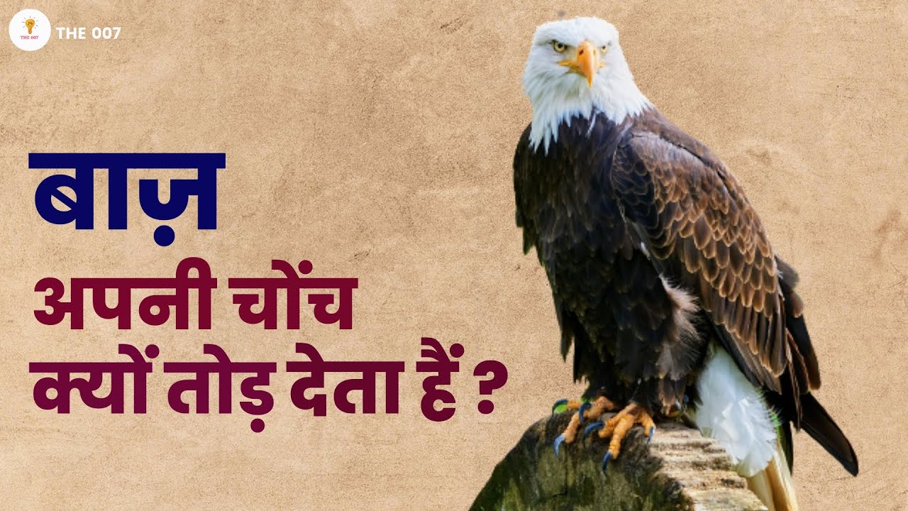 baaz apanee chonch ko kyon tod deta hain !! #wildlife #animals #eagle ...