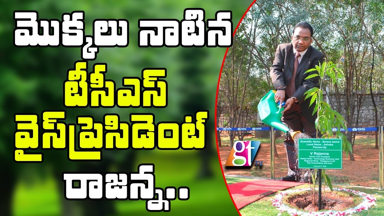 TCS VP Rajanna plants saplings | GreatTelangana TV - YouTube
