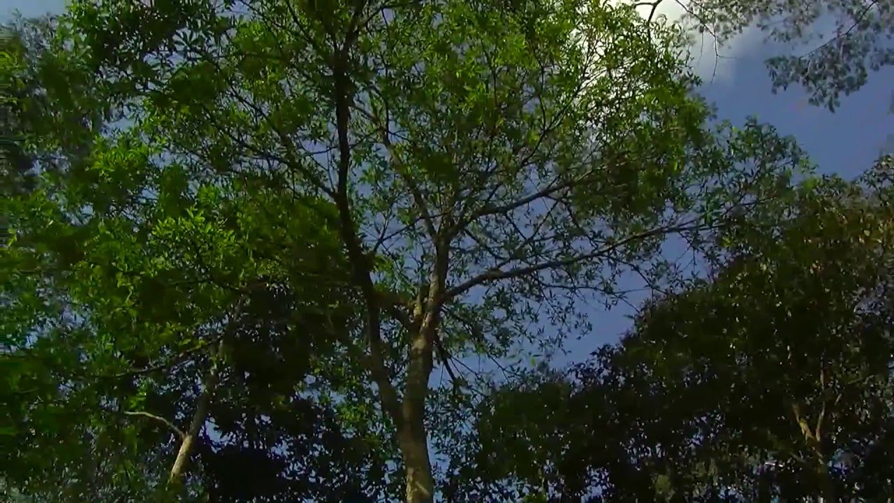 Explotación de Madera en Cultivos de Café - Tv agro By Juan Gonzalo ...