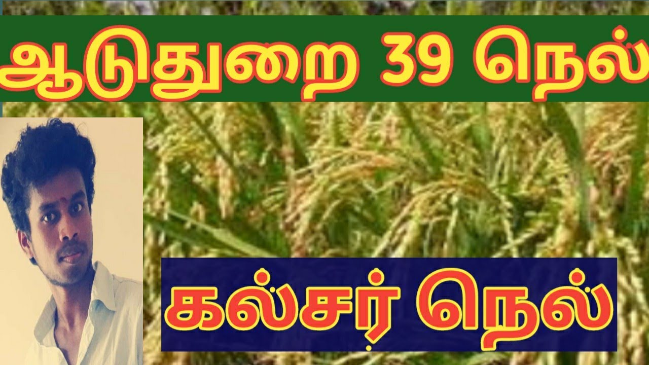 ஆடுதுறை 39 நெல் ரகம்|கல்சர் நெல் ரகம்|ADT 39|Tamil|Life is line| - YouTube