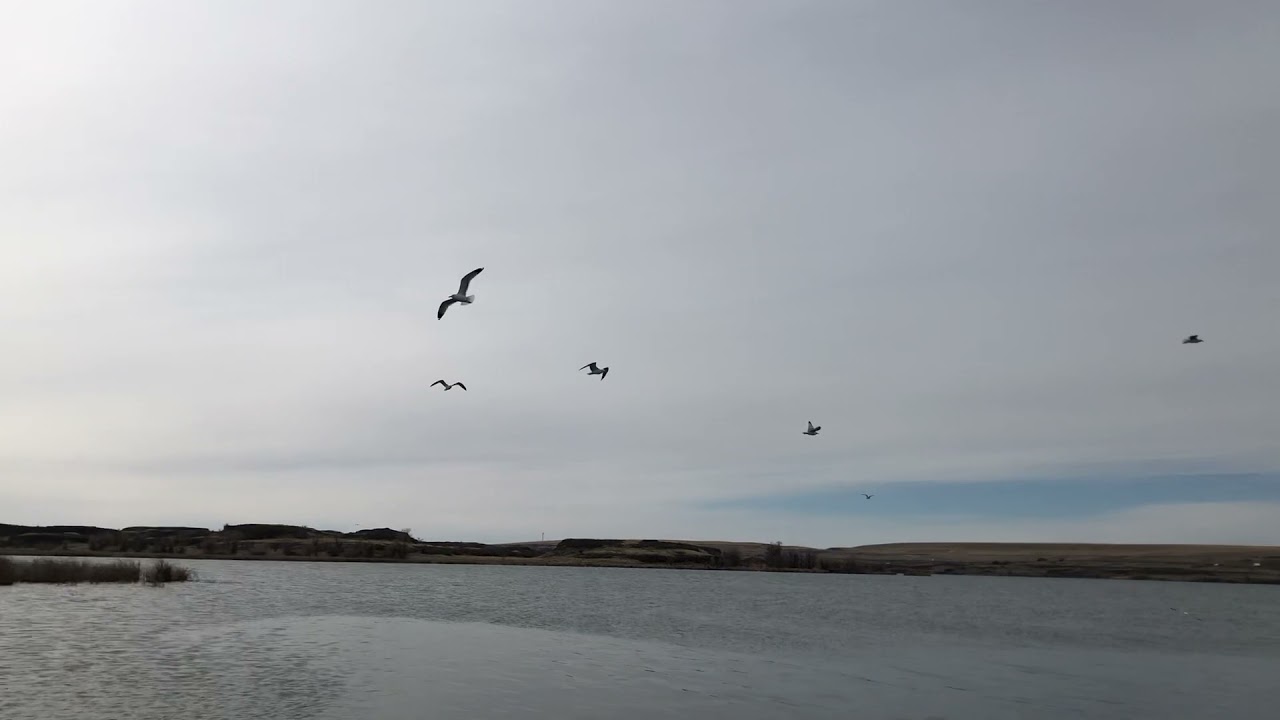 Shore fishing at sprague lake Washington near Spokane and Cheney - YouTube