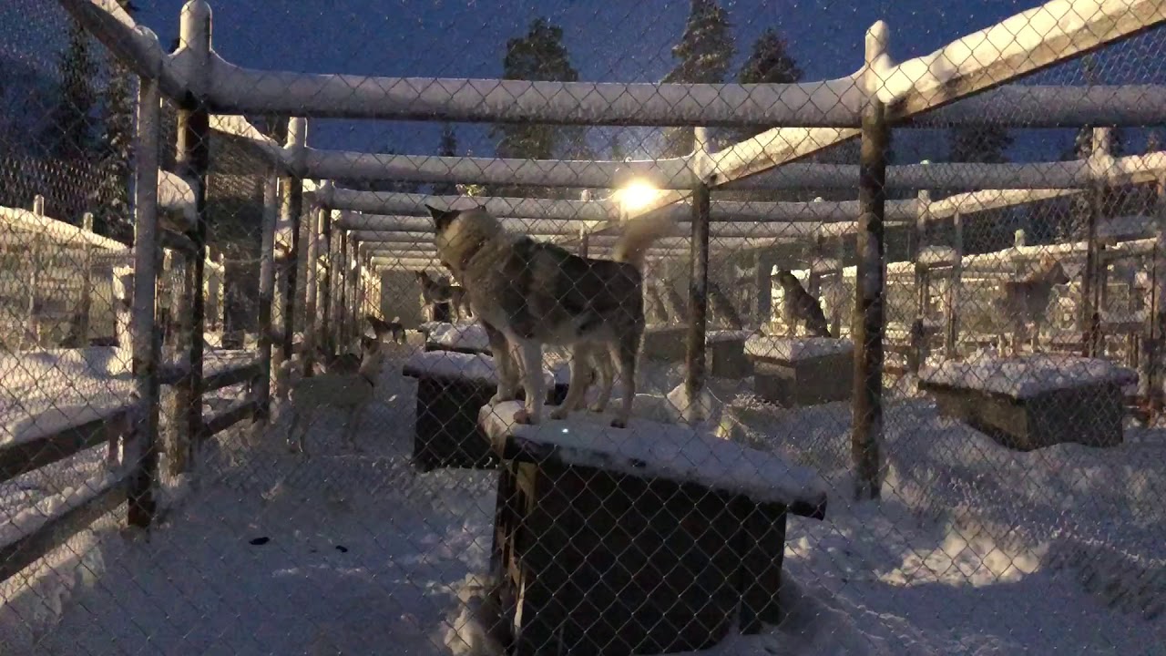 TUI Thompson Husky Safaris Lapland 2017 - YouTube