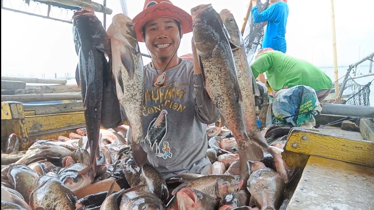 paghaharvest ng BIGHEAD/IMELDA dito sa lagunalake - YouTube