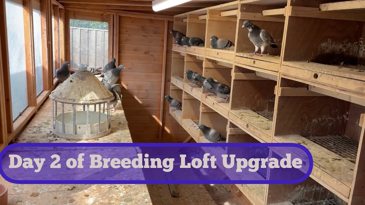 New breeding loft for pigeons. Day 2 - YouTube