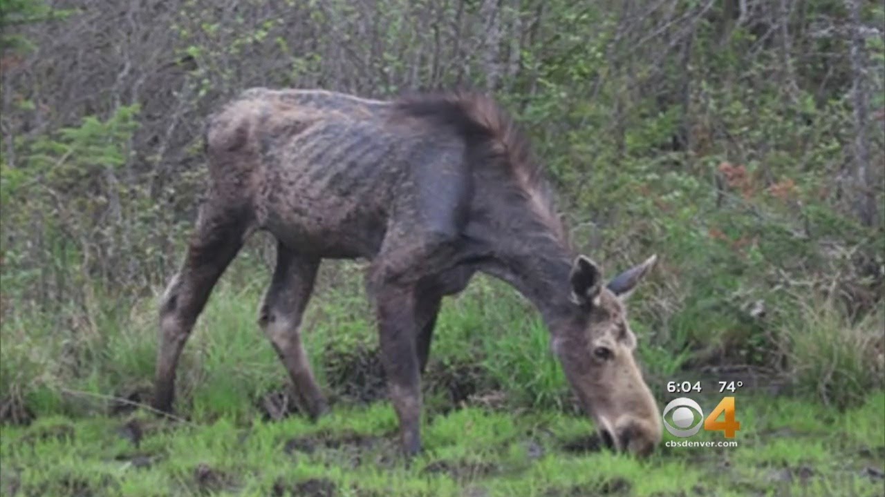 Winter Ticks Making Colorado Moose Weak & Sick - YouTube