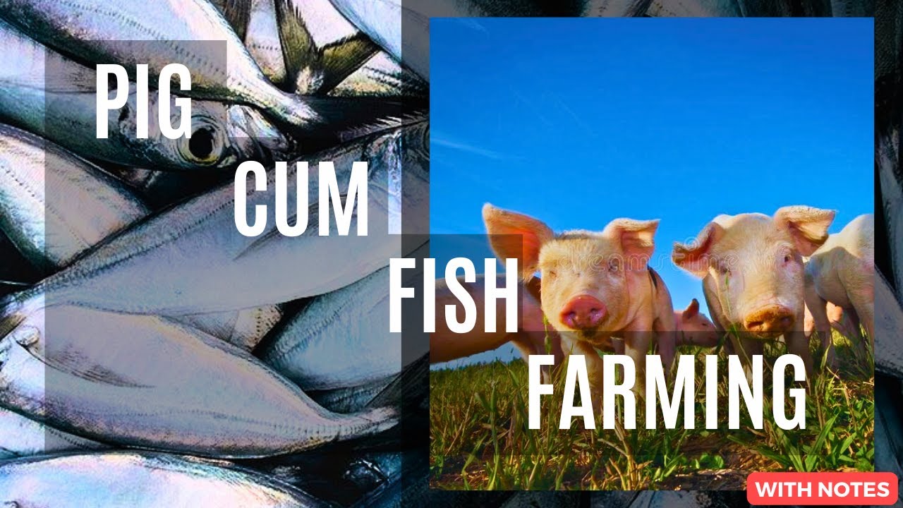 PIG CUM FISH FARMING || INTEGRATED FISH FARMING || EASY (WITH NOTES ...