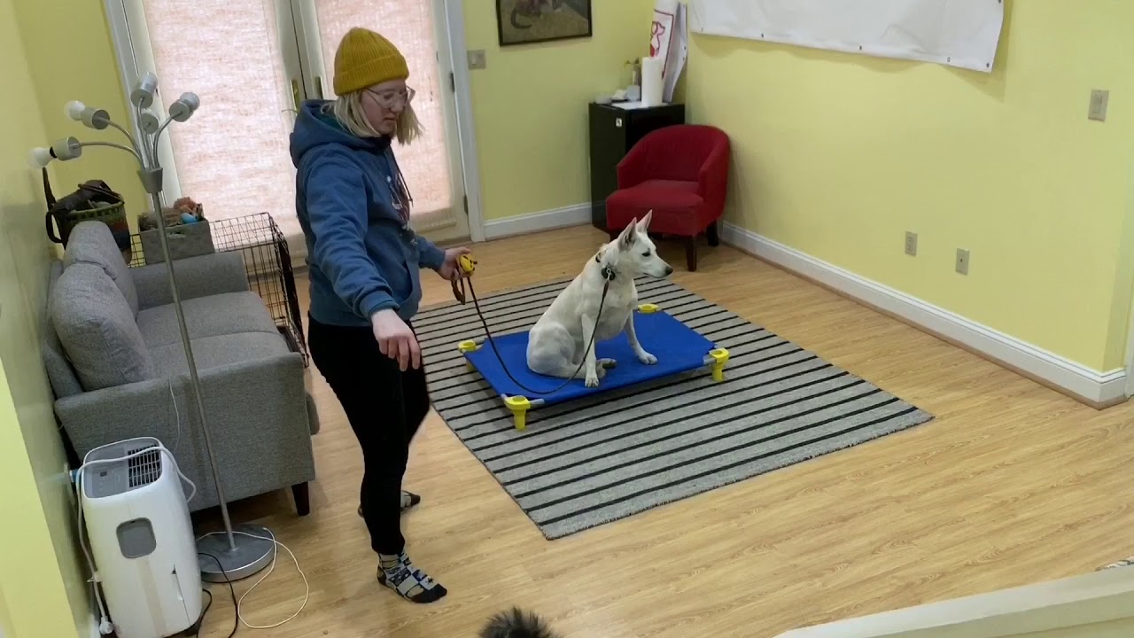 Sadie the Shepherd learns place - YouTube