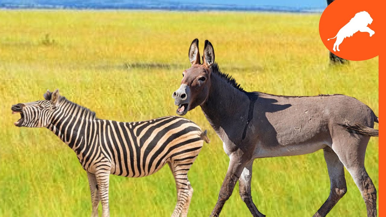 🟠CRUZA DE JUMENTO COM ZEBRA É POSSÍVEL? - IMPÉRIO SELVAGEM - YouTube