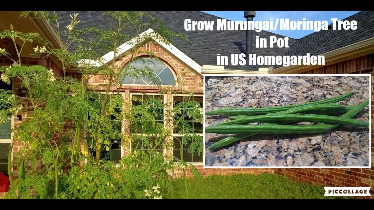 How to Grow Murungai/Moringa Tree in Pot in US/தொட்டியில் முருங்கை ...
