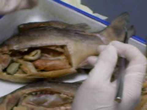 Zoology fish anatomy lab - YouTube
