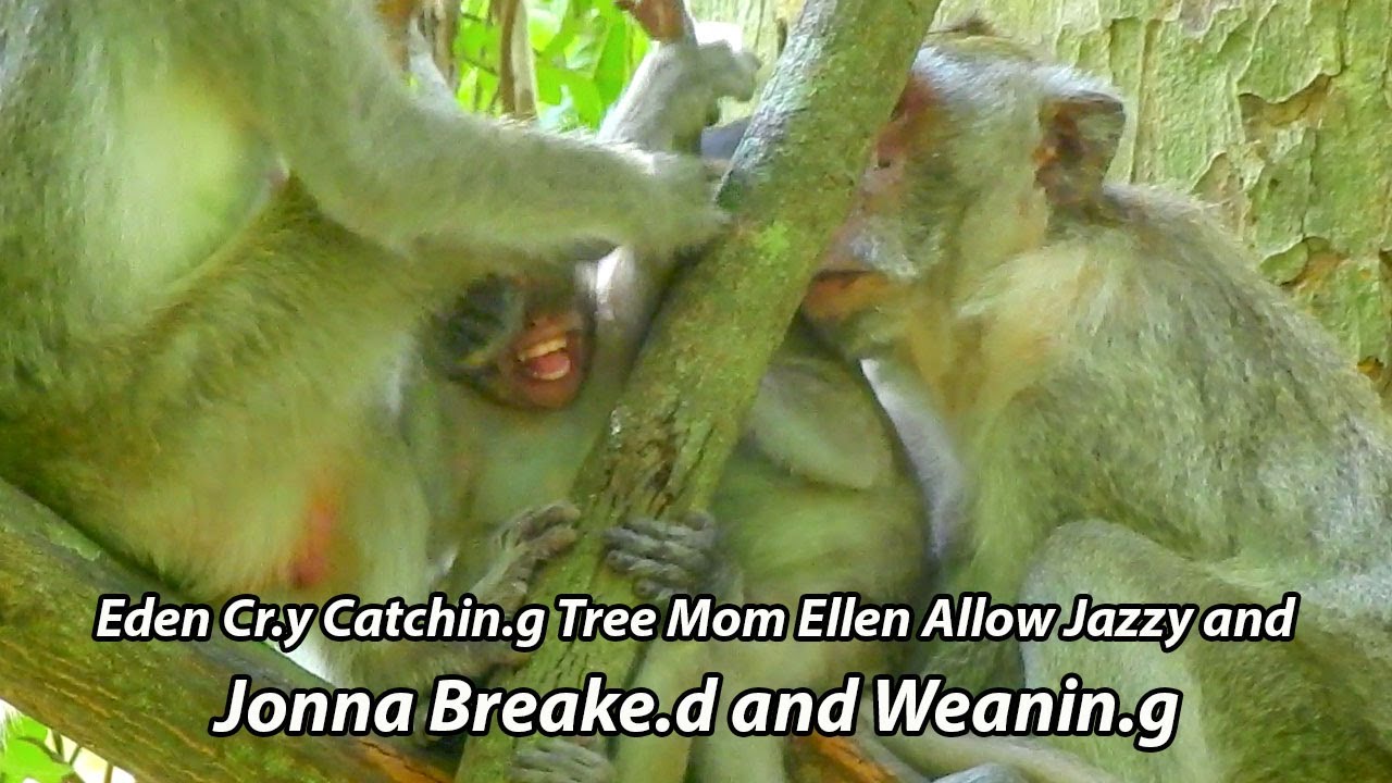 Best Clip Jane Monkey and Family Update_1M Wildlife_#56 - YouTube