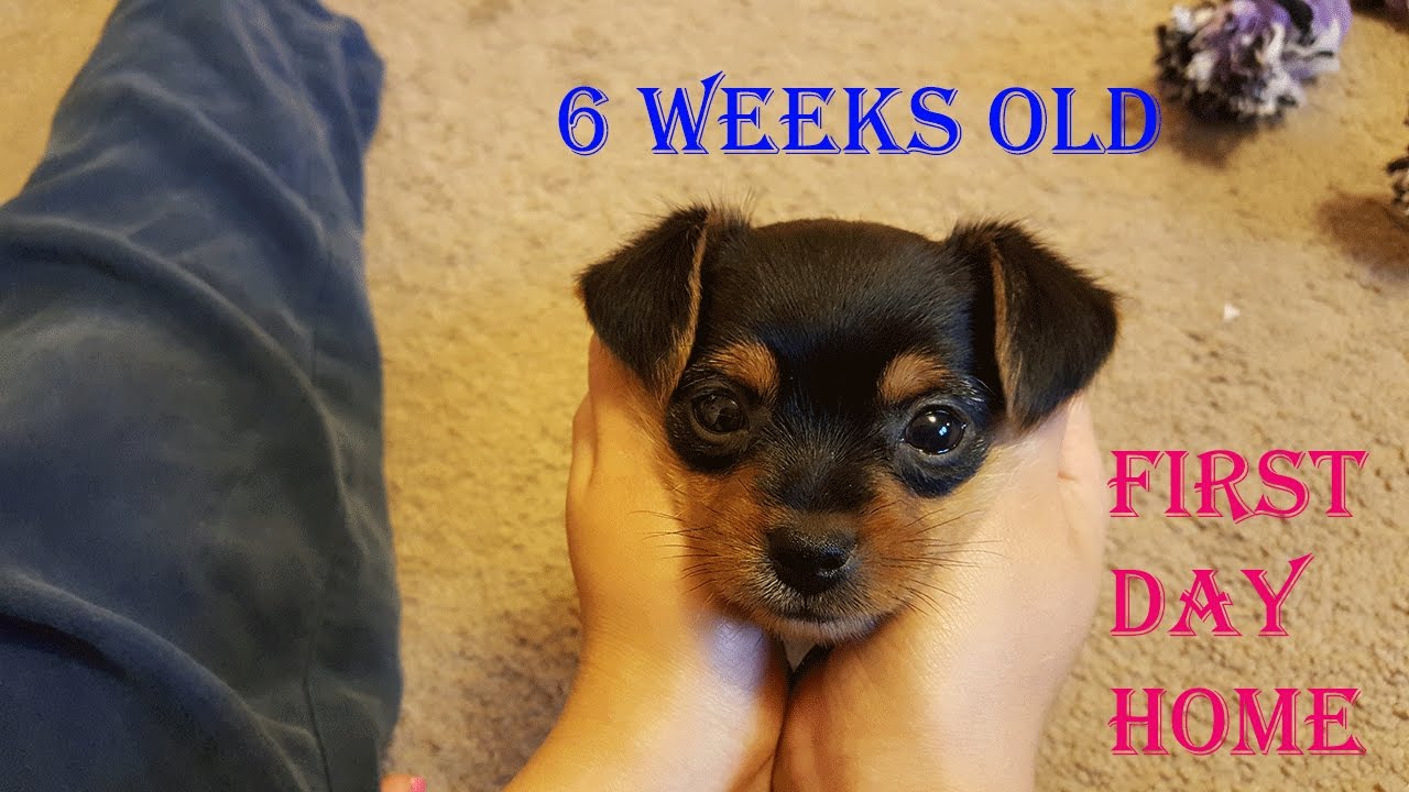 ADORABLE! 6 week old Yorkie puppies - YouTube