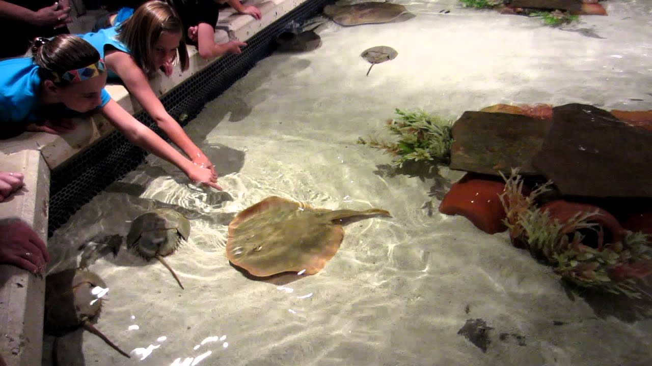 Interactive manta ray pool - YouTube