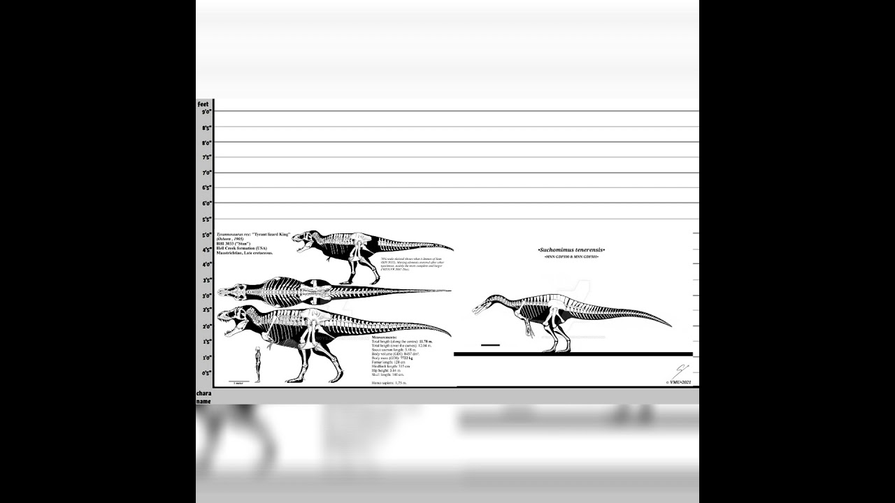 Tyrannosaurus Rex And Suchomimus Tenerensis Size Comparisons - YouTube