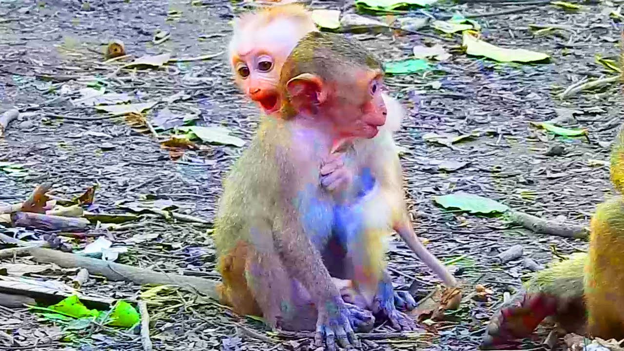 Nice Action! Young baby Robin make good friend with other baby monkey ...