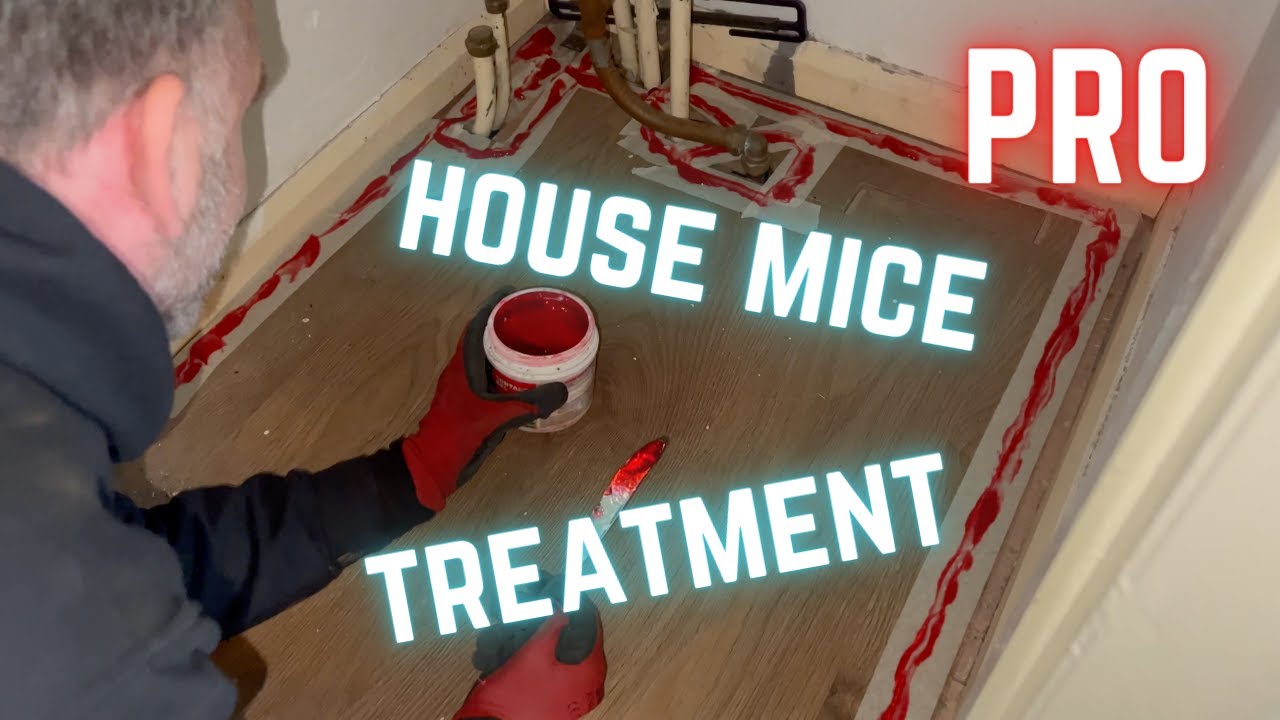 Pro MOUSE CATCHING tips and techniques! CONTACT GEL to get rid of mice ...