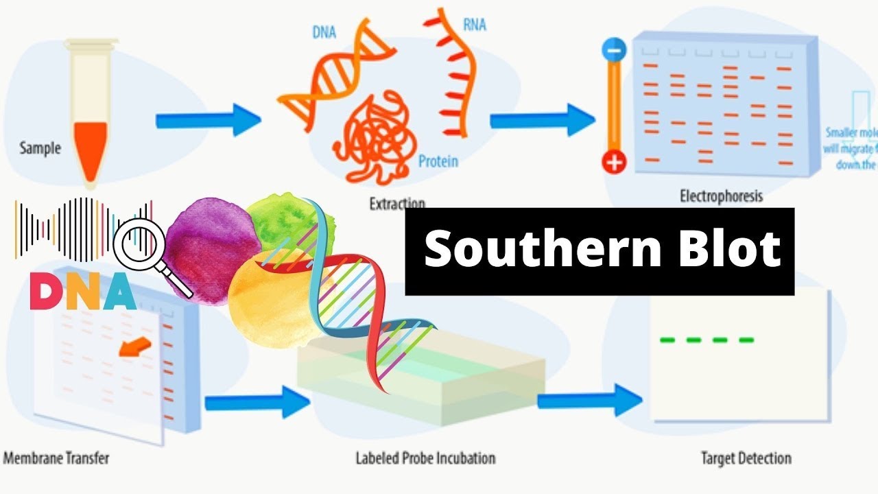 Southern Blotting of DNA - YouTube
