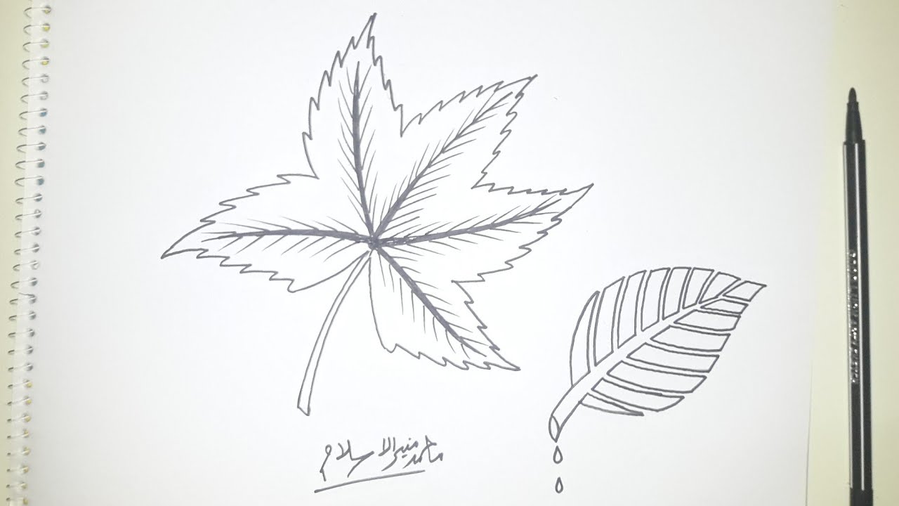 How to draw century pata - YouTube