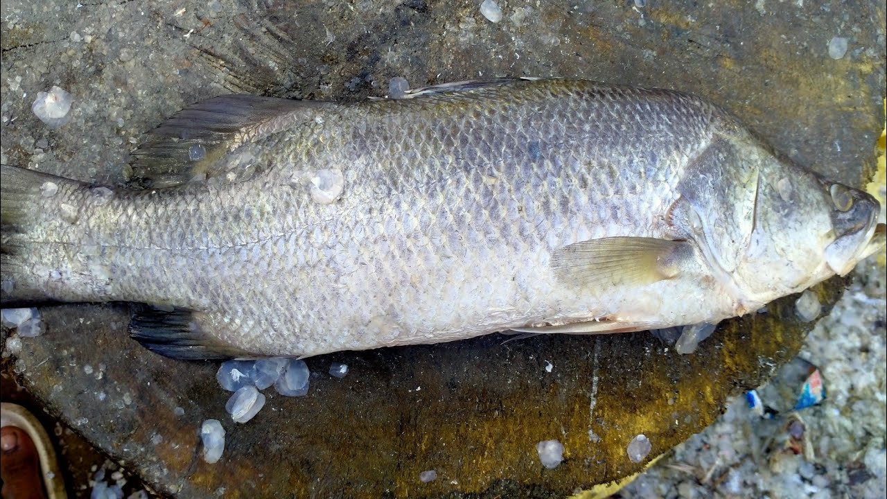 Asal Koduva Fish Cutting Skills in Kasimedu Fish Market - YouTube