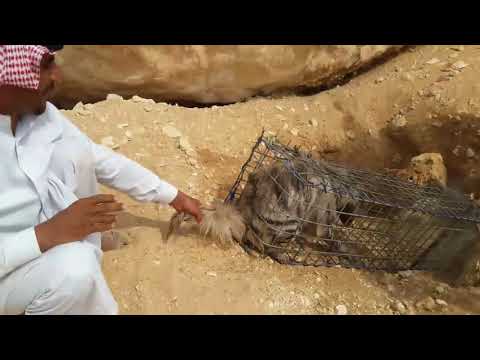 Irak necef kenti sırtlan avı