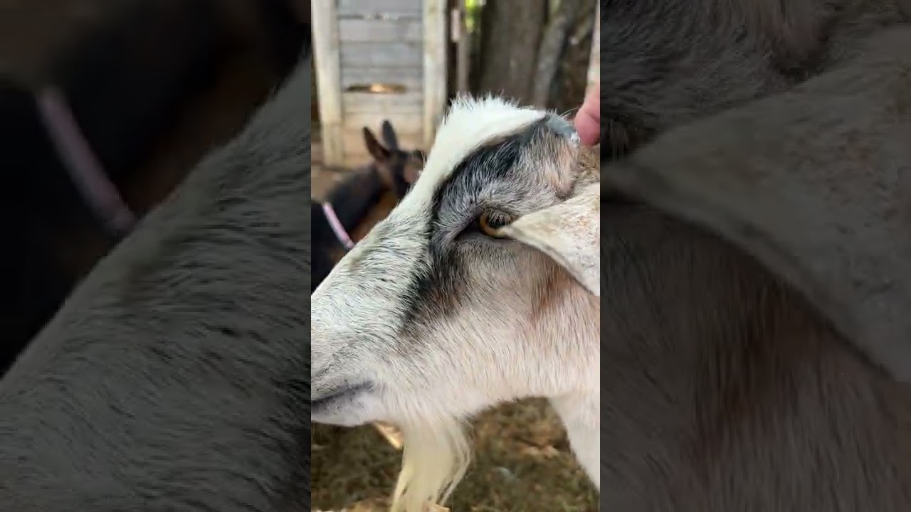 BJ/ Pygmy goats/Nigerian dwarf goats - YouTube