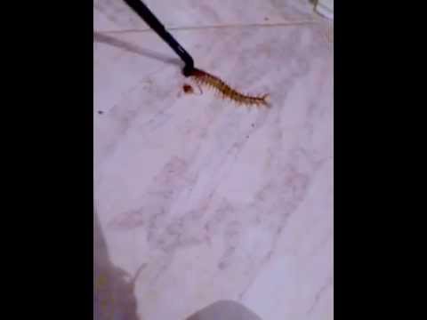 Cien pies,ESCOLOPENDRA pequeña, 100 pies, curiso insecto, vive sin ...