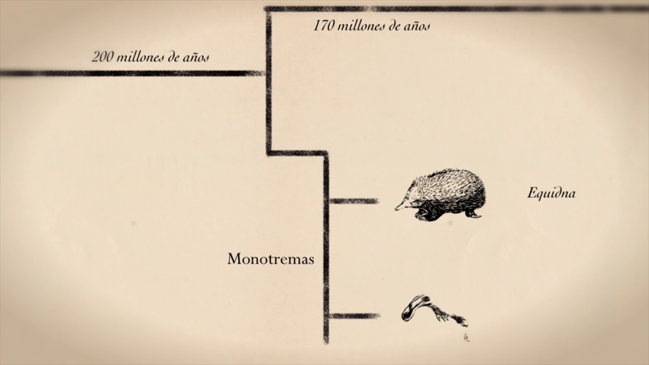 El Equidna - YouTube