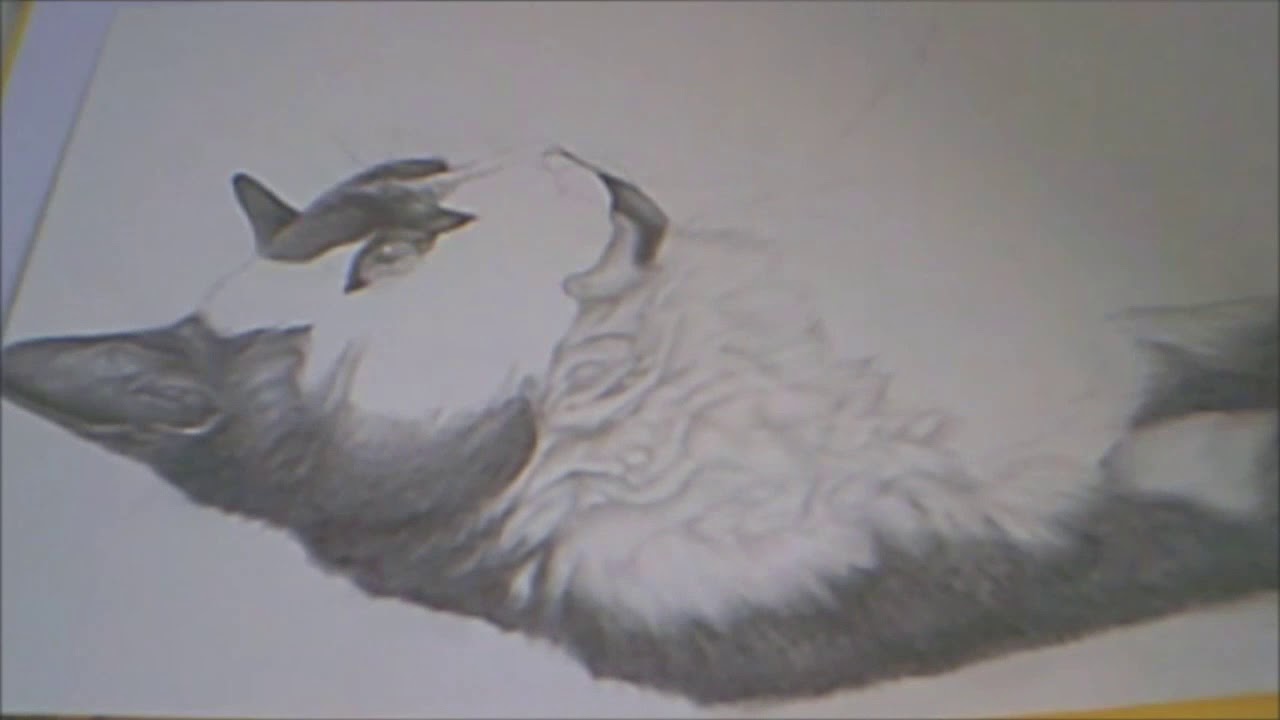 Cat Drawing Time Lapse - YouTube