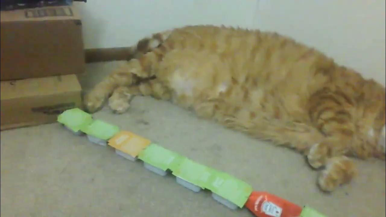 Cat Is 9 Sauces Long YouTube cat-is-9-sauces-long-youtube