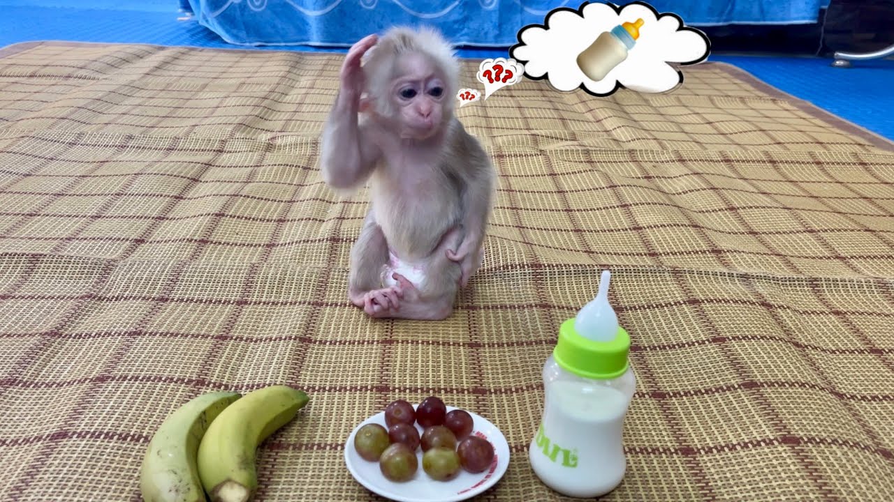 What food will baby monkey Abi choose among his favorite foods? - YouTube
