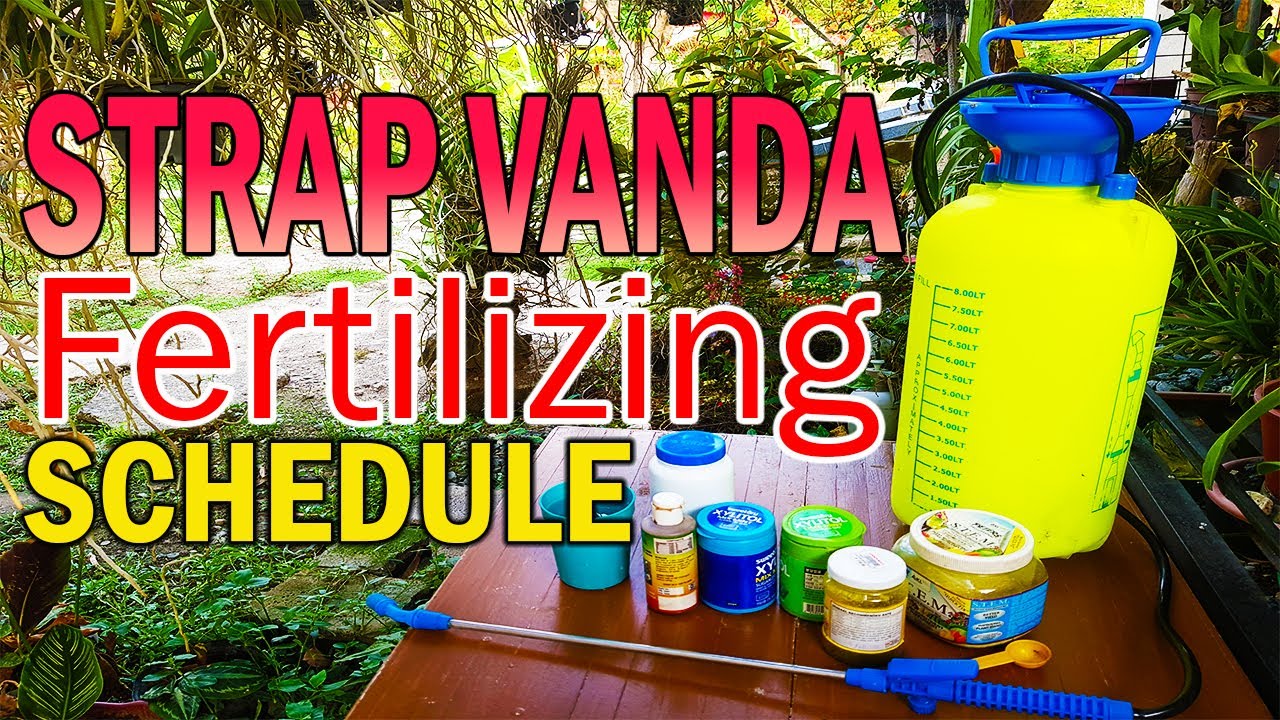 STRAP VANDA FERTILIZING SCHEDULE | Vanda fertilizer - YouTube