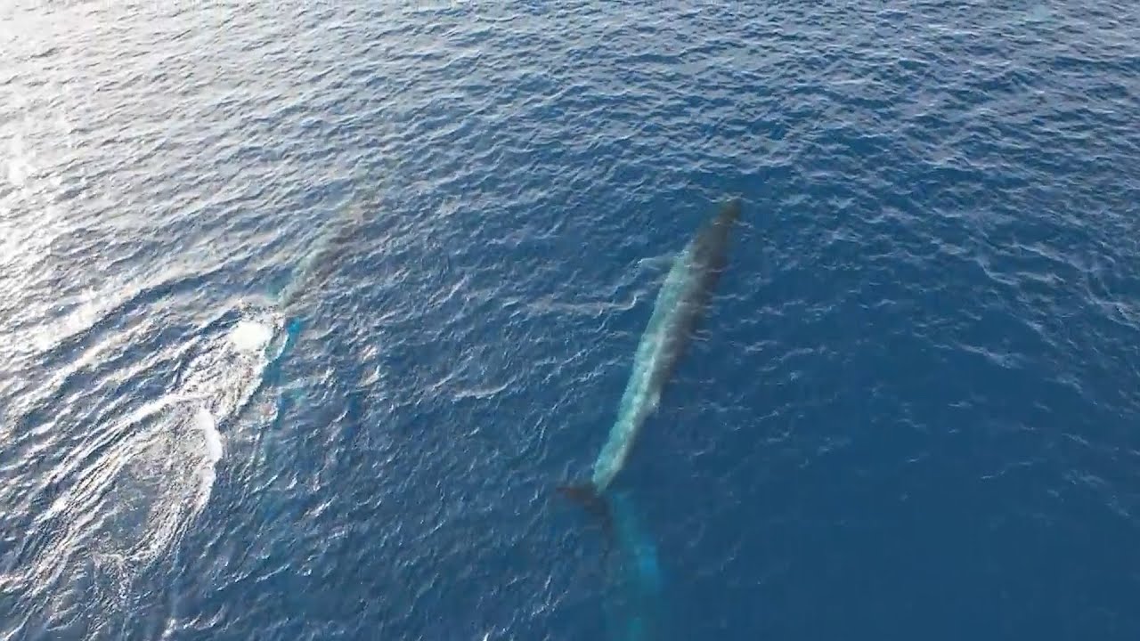 Neobičan prizor jata kitova snimljen u blizini otoka Visa - YouTube