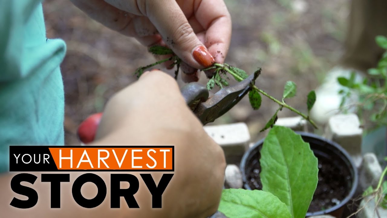 South Florida Gardening with Miami Seed Share | Your Harvest Story ...