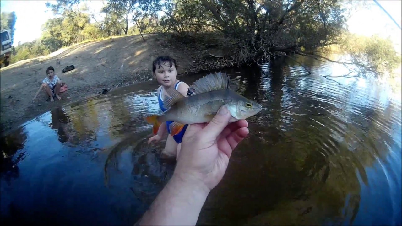 Fishing tips mashup and laughs 'Murray cod redfin and reindeer fish ...