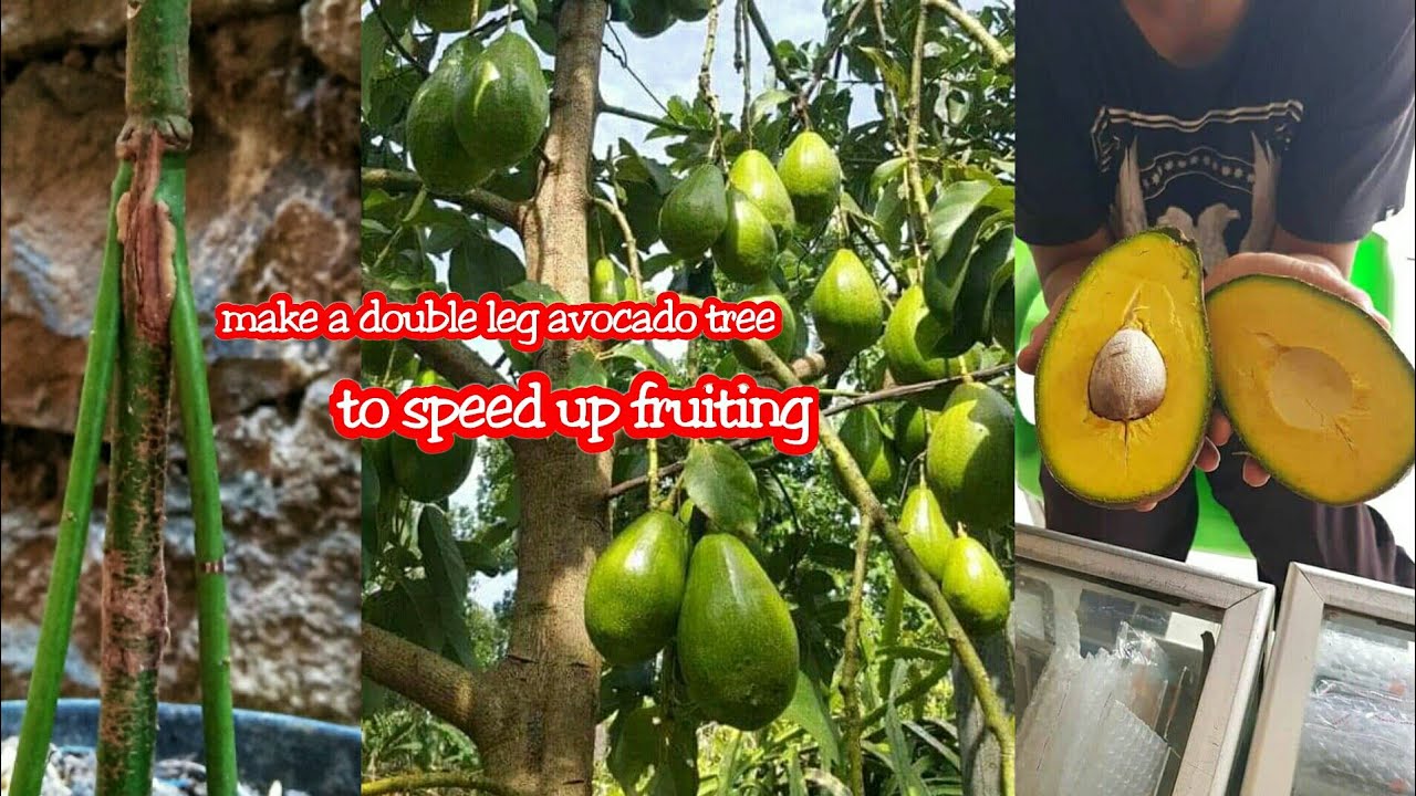 @Container Gardening / make a double leg avocado tree to speed up ...