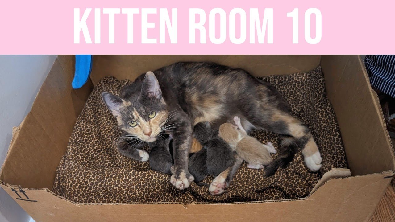 ️ Adorable pocket octopus makes an appearance - YouTube