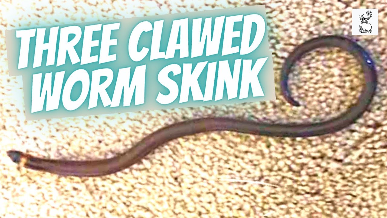 Three Clawed Worm Skink - Torquay - YouTube