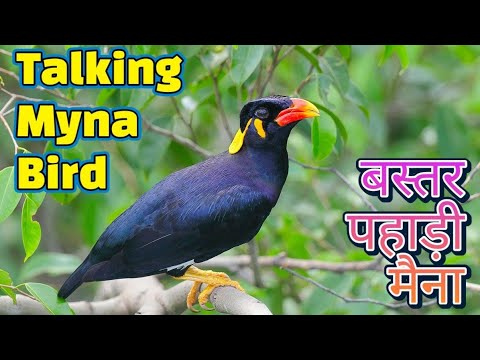 बस्तर पहाड़ी मैना || Bastar Hill Myna 😍 - YouTube