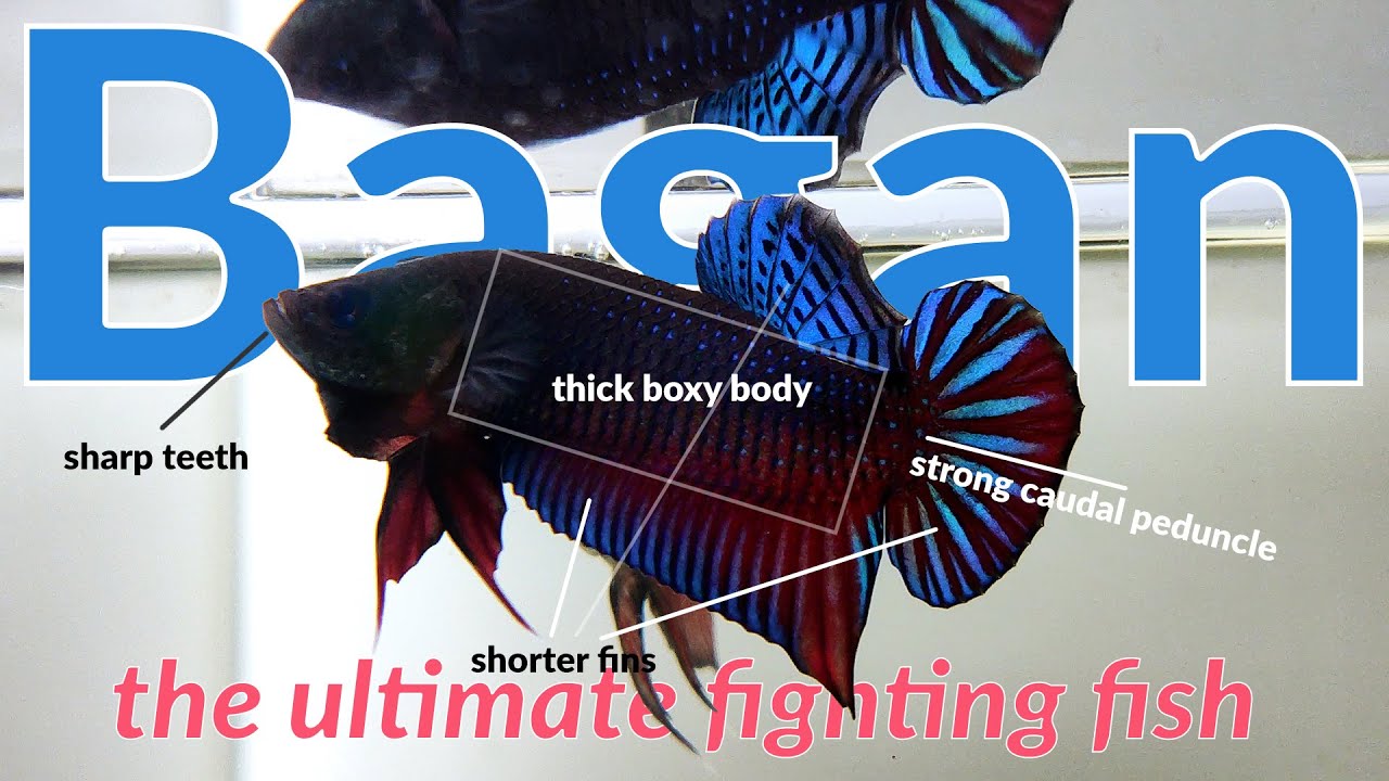 Bagan Betta Fish : The Ultimate Fighting Fish - YouTube